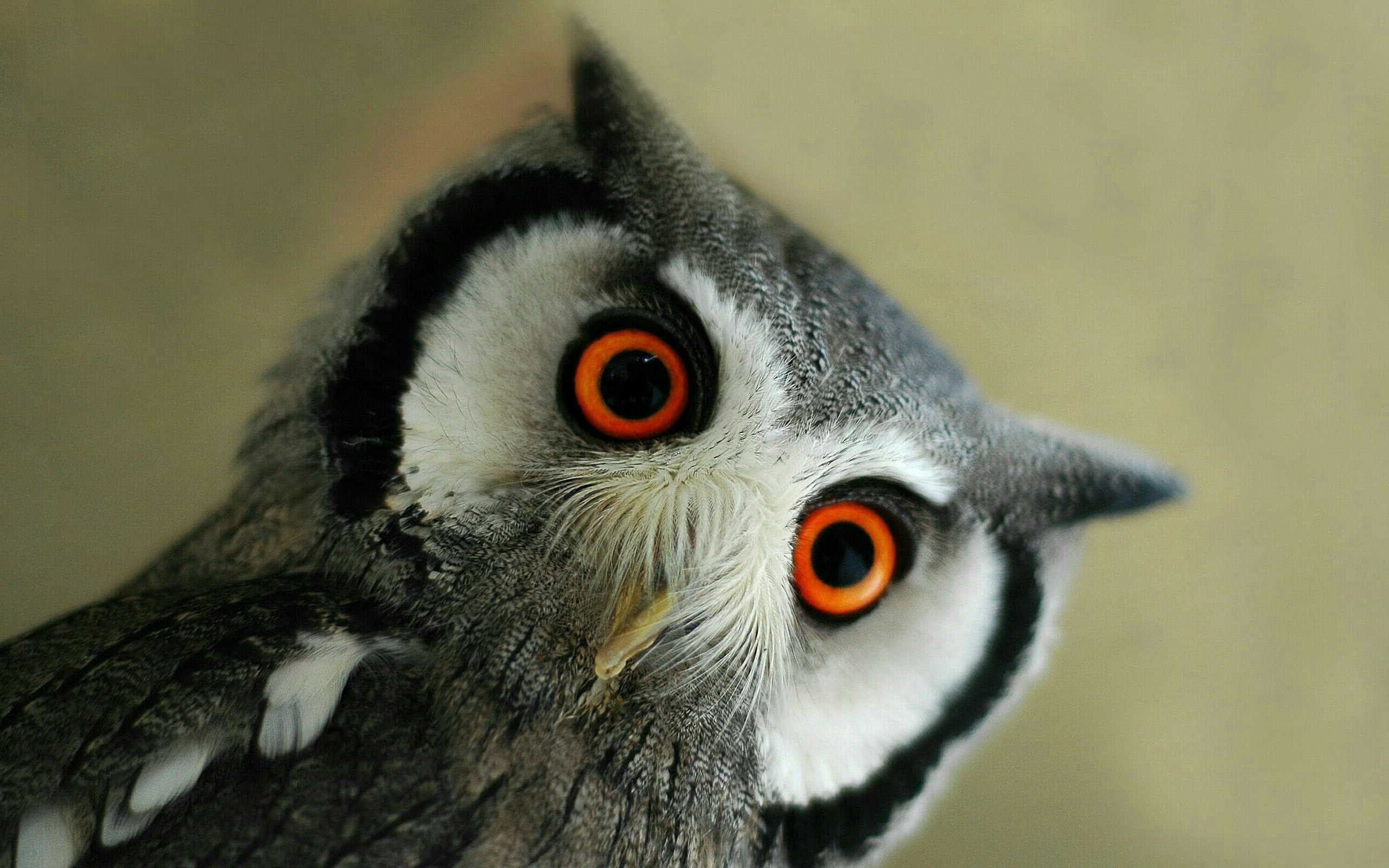 From which Planets do our Animals Originate? | Galactic Anthropology