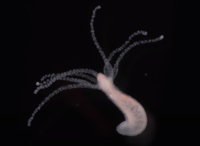 Log in to the Nebu Network with your Personal Hydra Vulgaris Code ...
