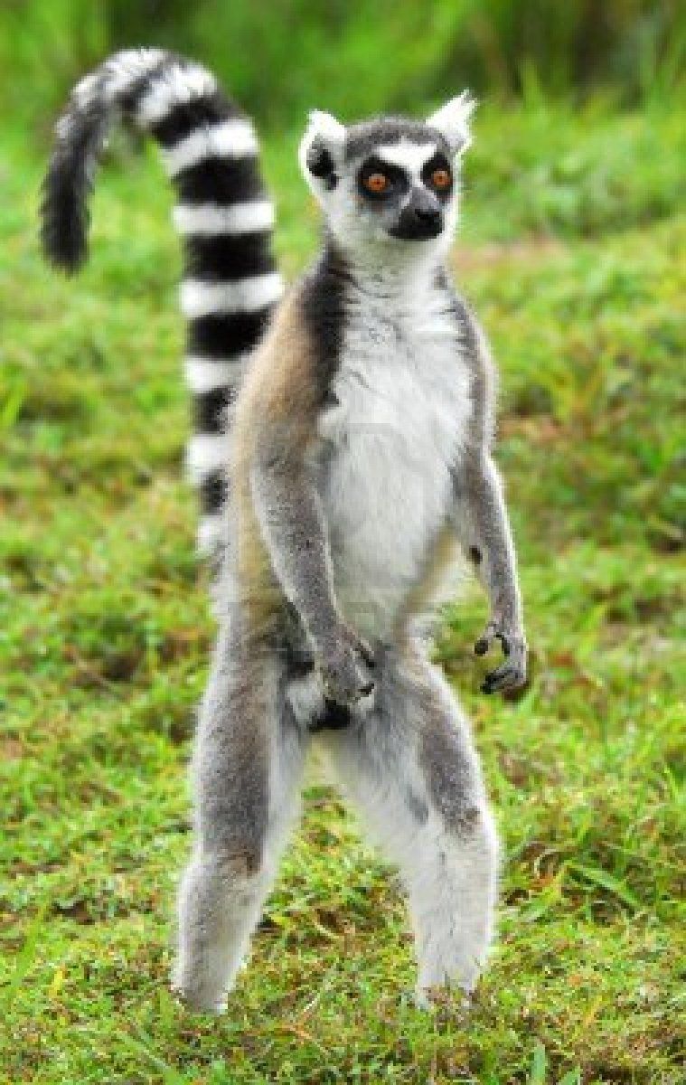 On Which Primate Foundation did the Seeders build the Human Race on ...