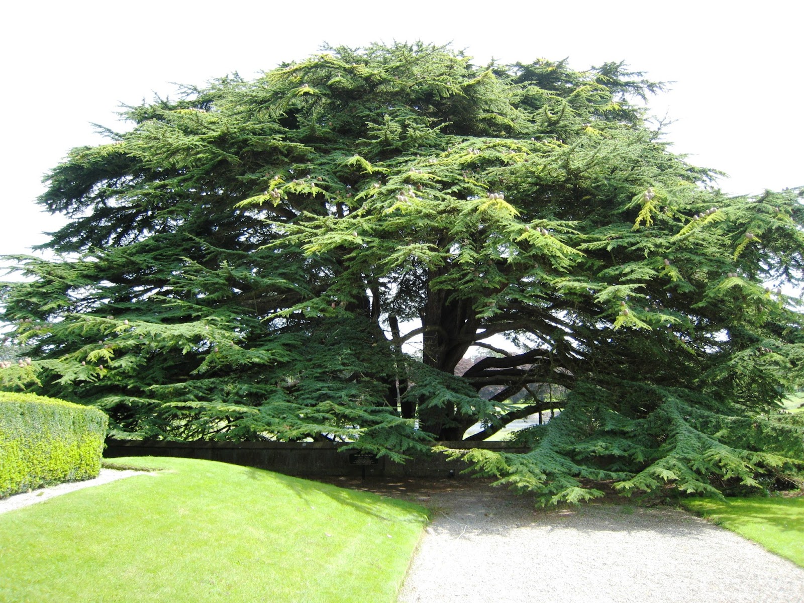 Trees as Portals to 4D | Galactic Anthropology